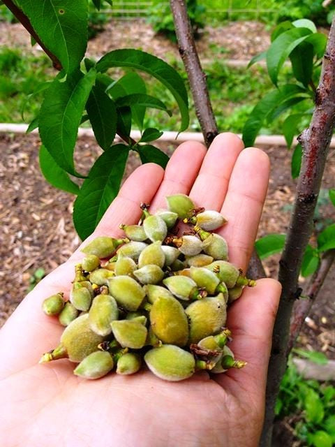 Fruit Drop June is not all Doom and Gloom – Watters Garden Center