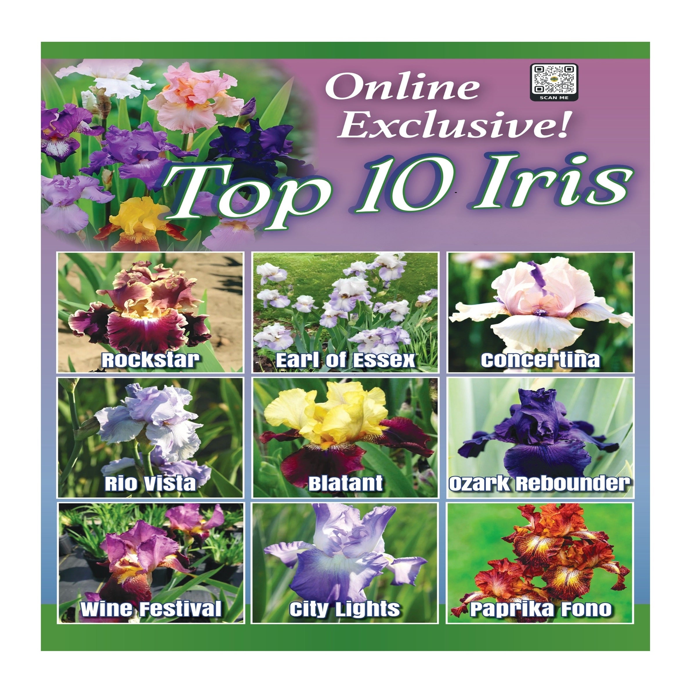 Iris - Ships Nationwide for $7.95 – Watters Garden Center