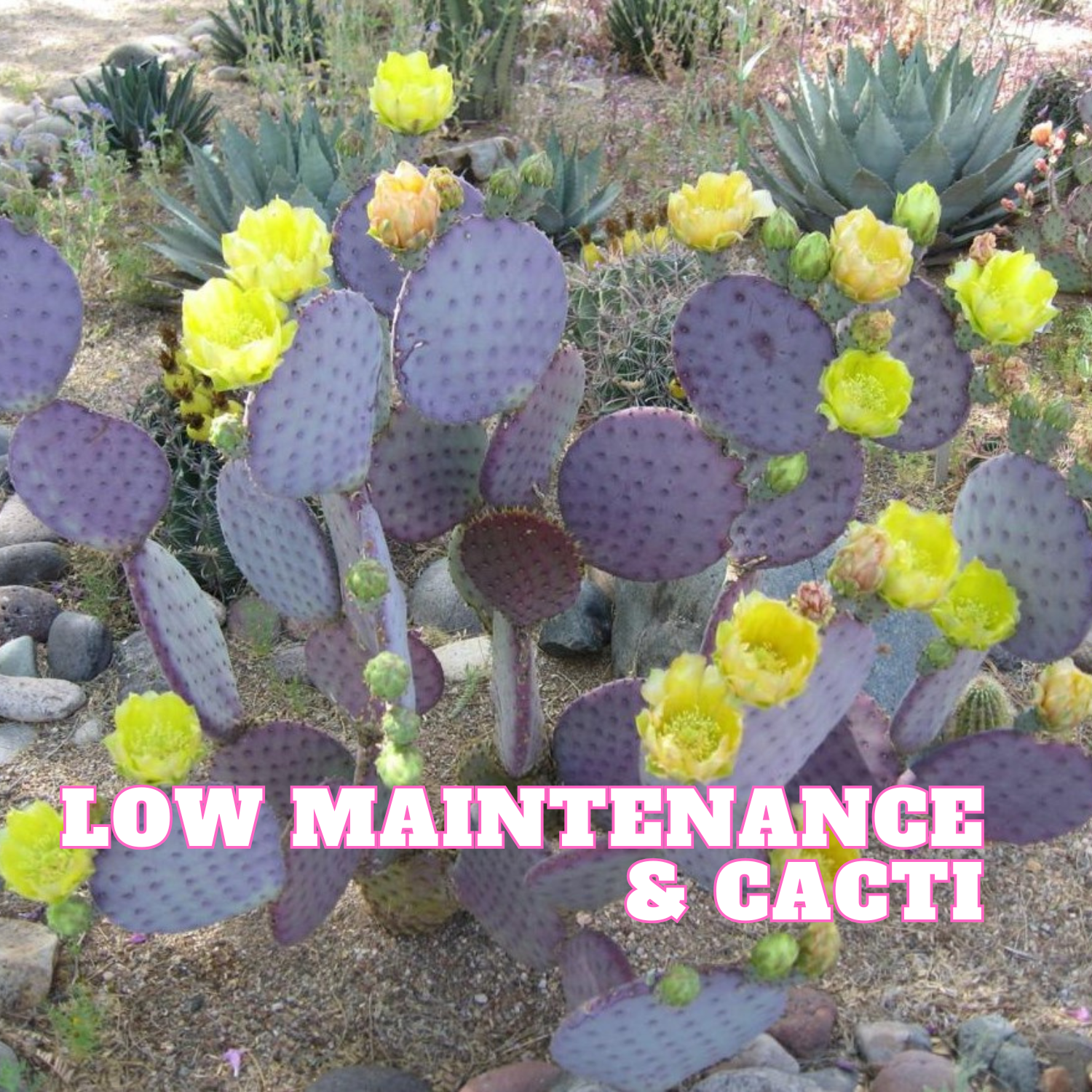 Low Maintenance and Cacti – Watters Garden Center