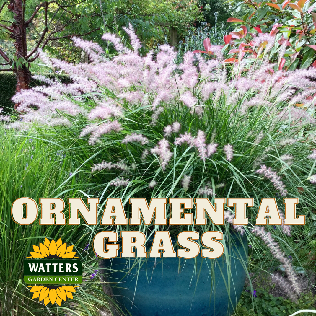 ORNAMENTAL GRASSES – Watters Garden Center