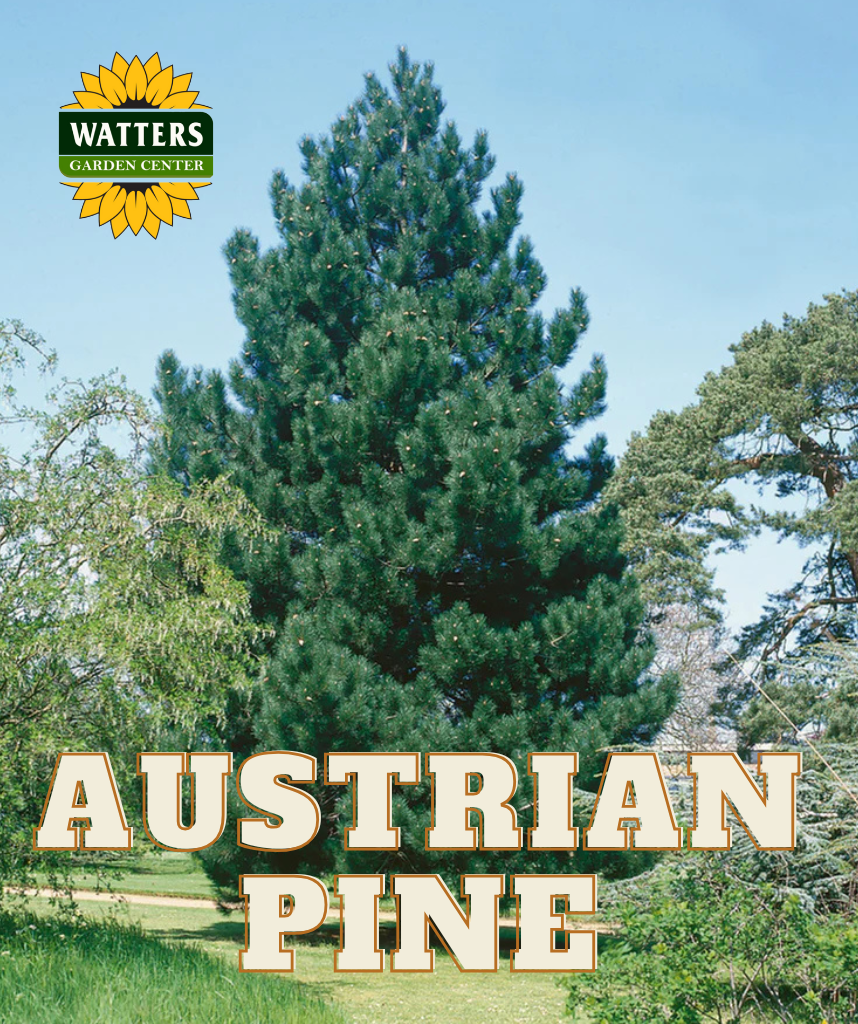 AUSTRIAN PINE TREE 10gal – Watters Garden Center