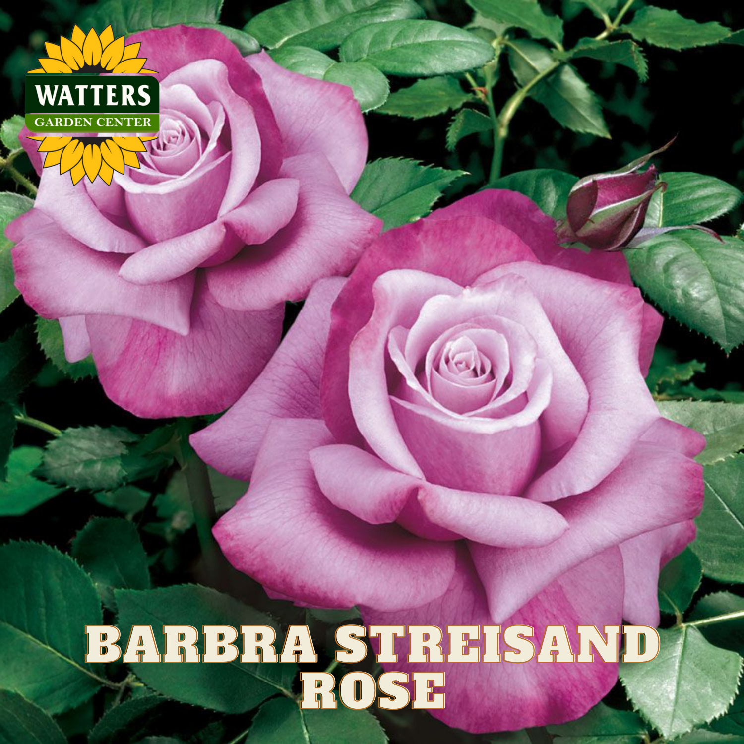 BARBRA STREISAND ROSE TREE 36" – Watters Garden Center