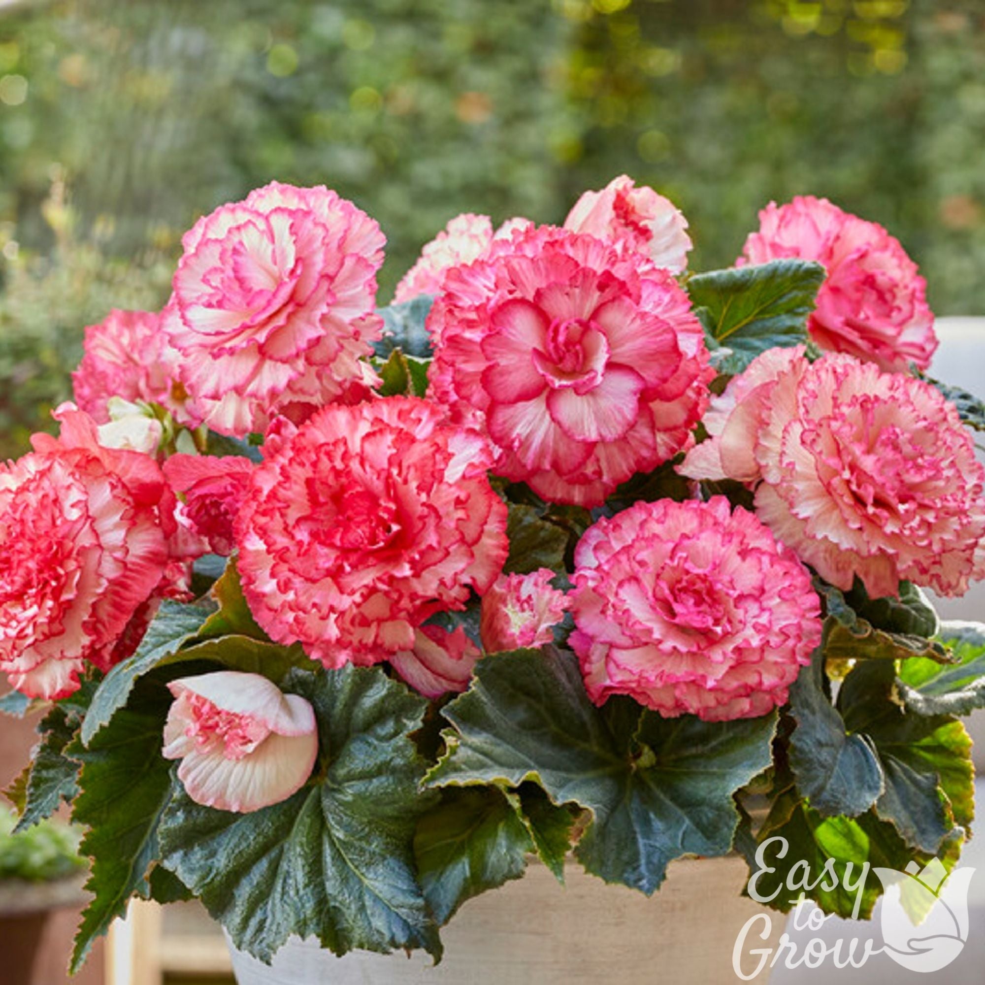Begonia - Picotee White Pink – Watters Garden Center