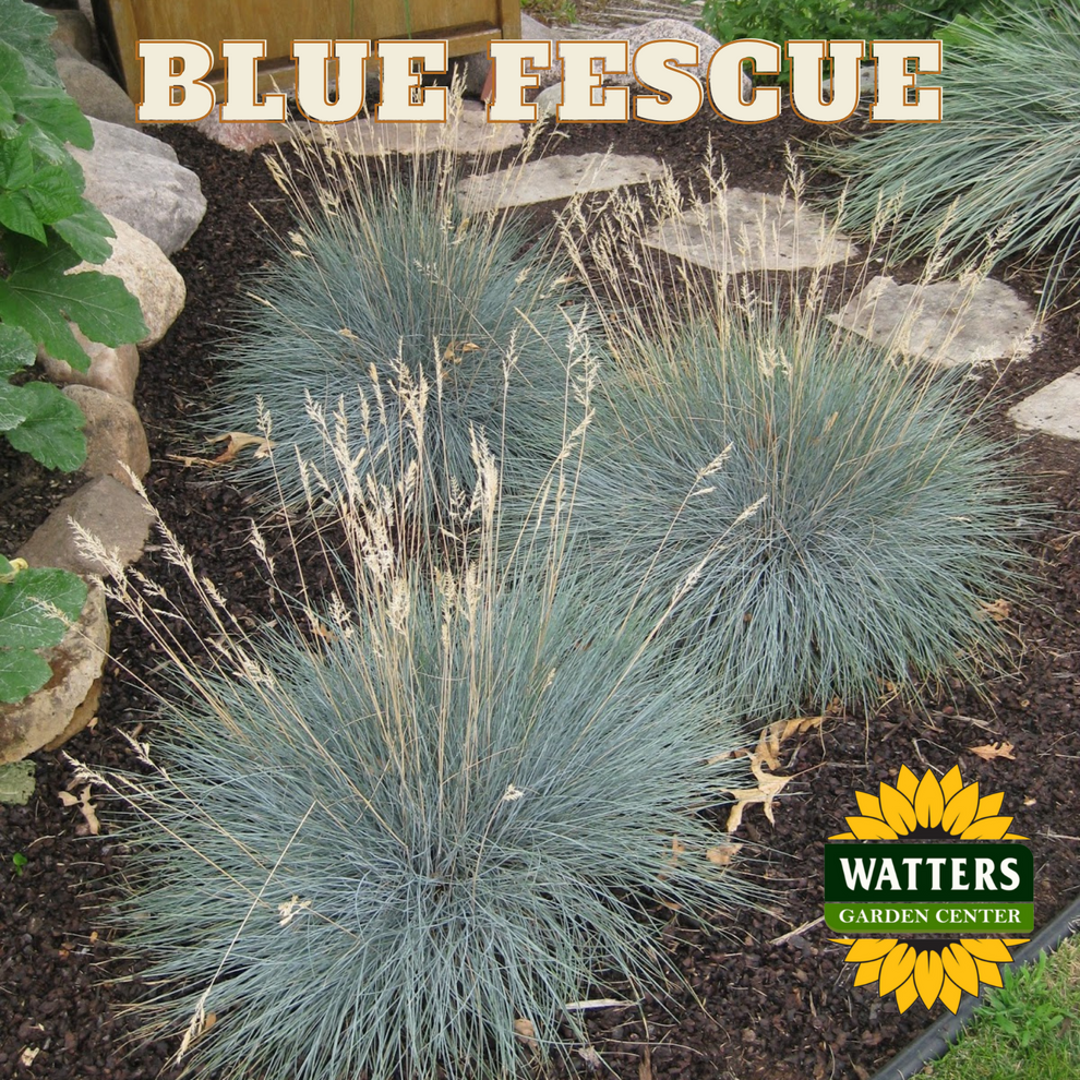 BLUE FESCUE GRASS 1gal – Watters Garden Center