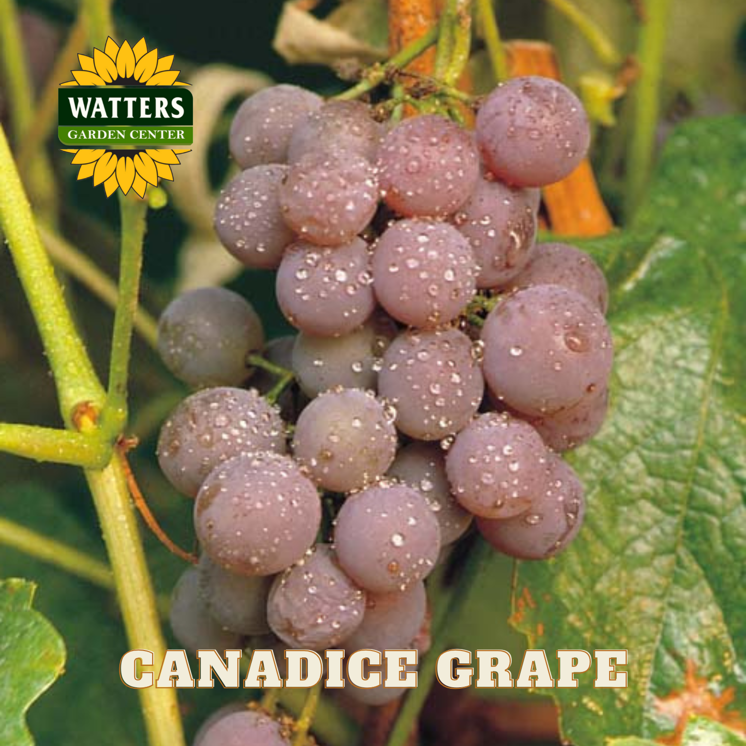 Canadice Grape (Vitis canadice 'Canadice') - 1 gallon – Watters Garden ...