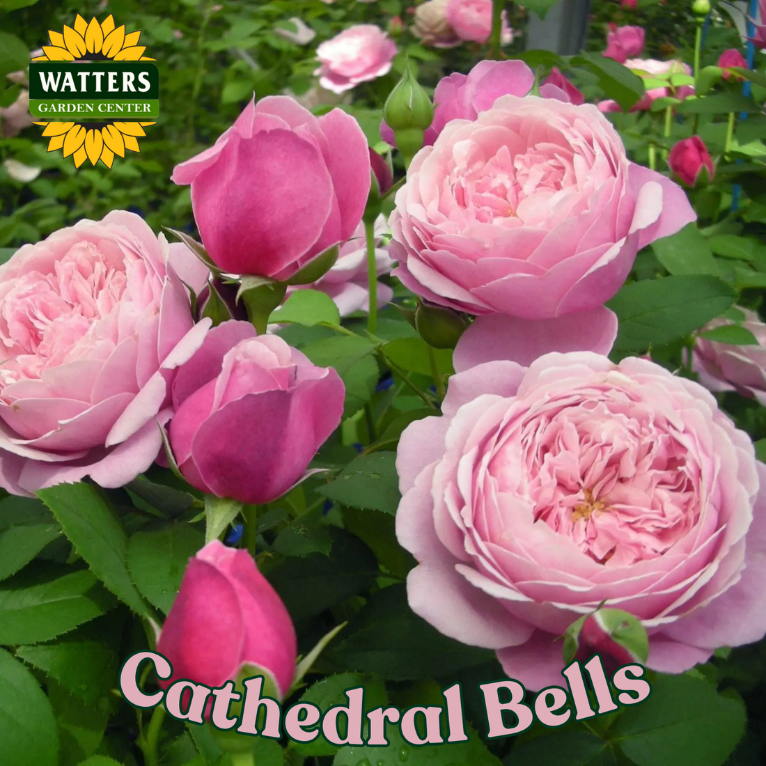 CATHEDRAL BELLS ROSE 3gal – Watters Garden Center