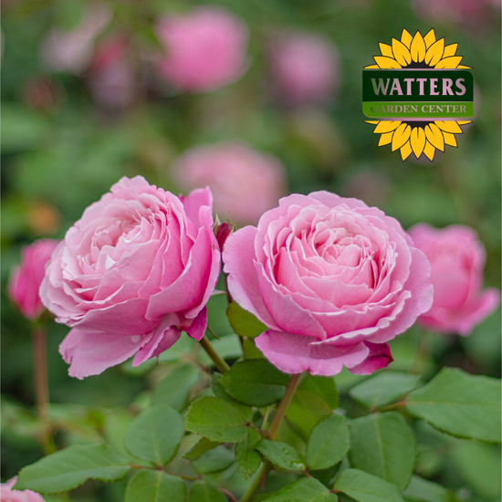 CATHEDRAL BELLS ROSE 3gal – Watters Garden Center