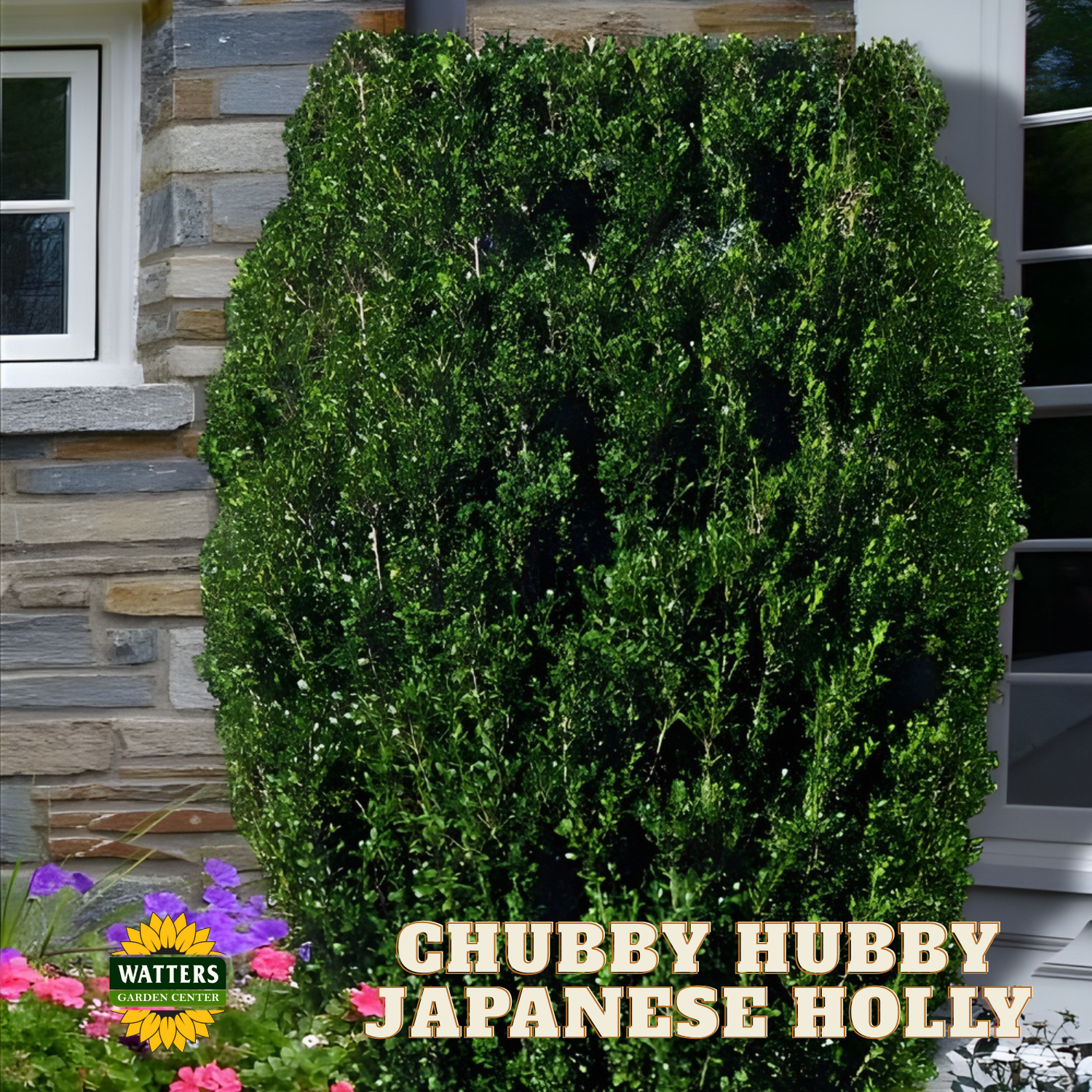 Chubby Hubby™ Japanese Holly Ilex C Chubby Hubby 3 Gallon