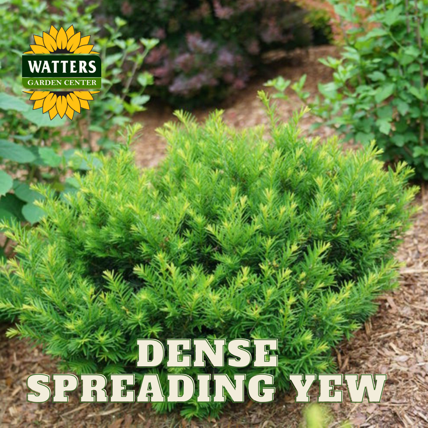 DENSE SPREADING YEW 2gal – Watters Garden Center