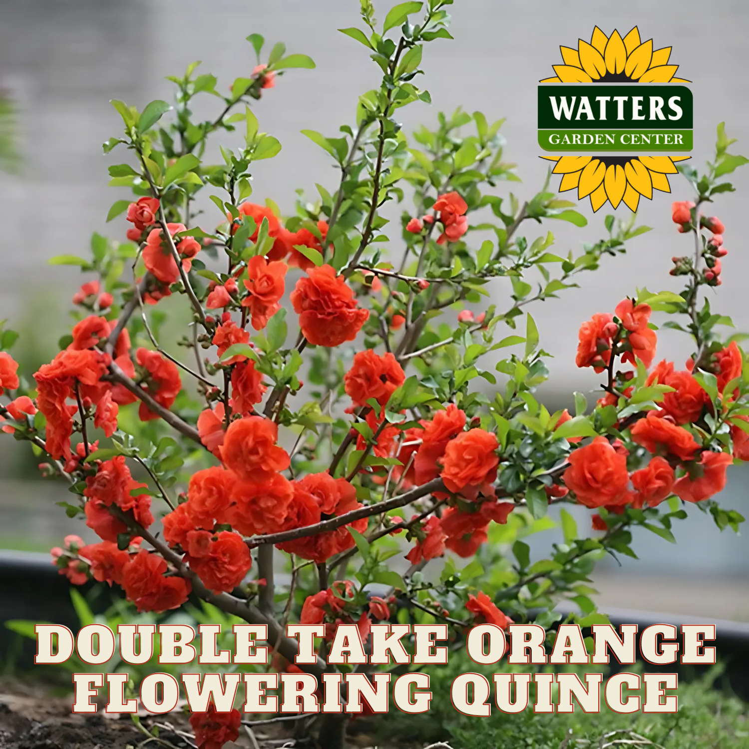 DOUBLE TAKE SCARLET FLOWERING QUINCE 2gal – Watters Garden Center