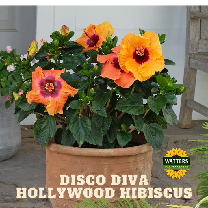 Watters Garden Center | Prescott AZ Exception Plants & Supplies