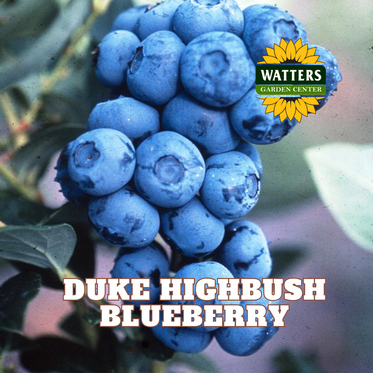 Duke Highbush Blueberry - 1 gal 10" – Watters Garden Center