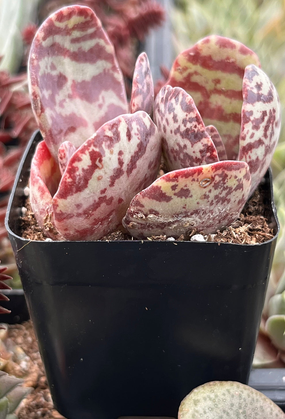 Desert Surprise Kalanchoe Humilis – Watters Garden Center