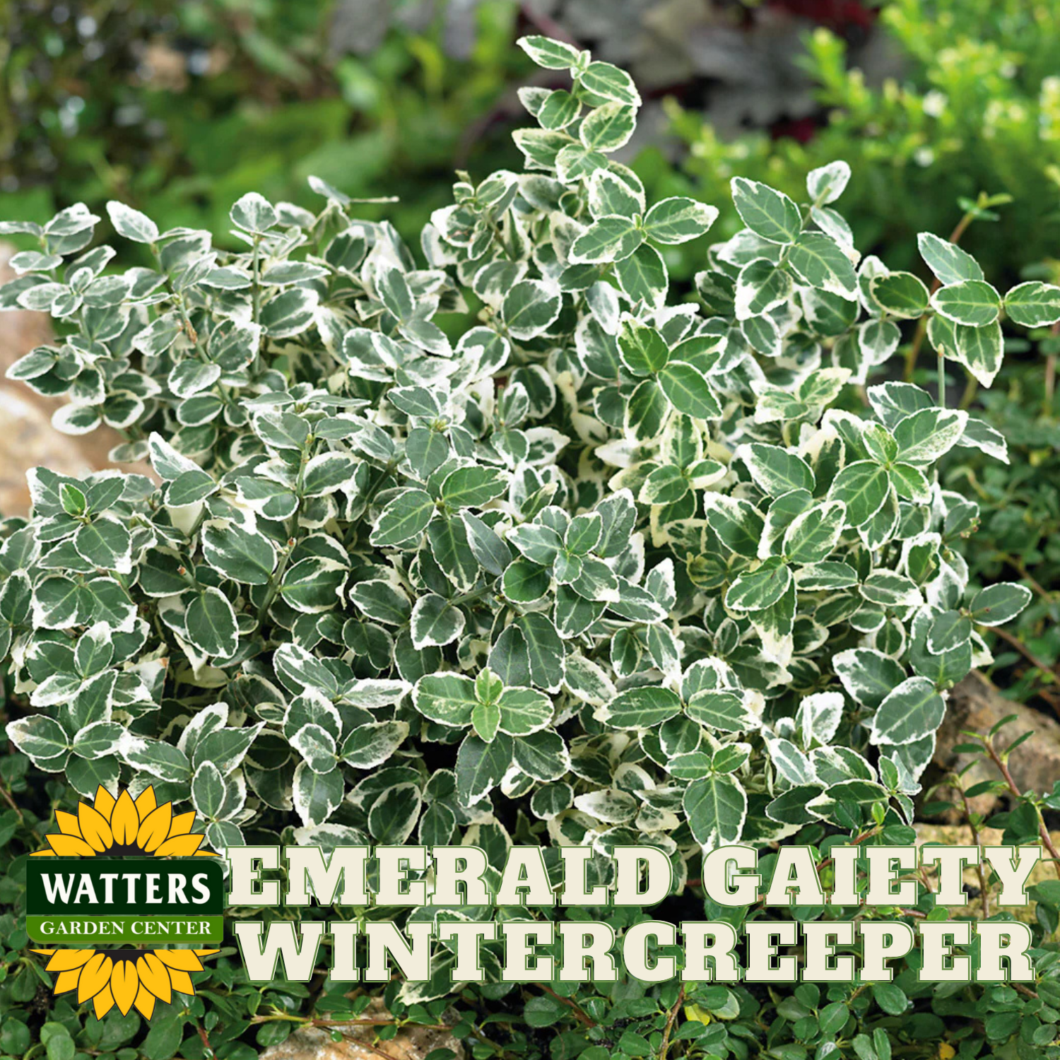 EMERALD GAIETY WINTERCREEPER EUONYMUS 2gal – Watters Garden Center