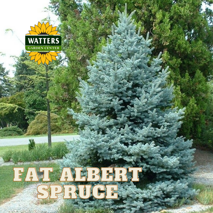 FAT ALBERT SPRUCE 20gal – Watters Garden Center