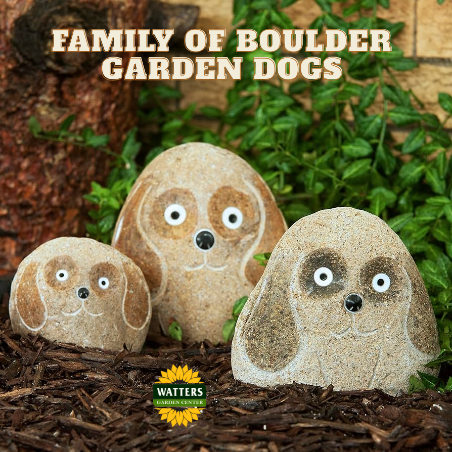 Boulder Dogs Family - large 3 Pcs 6"-8"-12" – Watters Garden Center