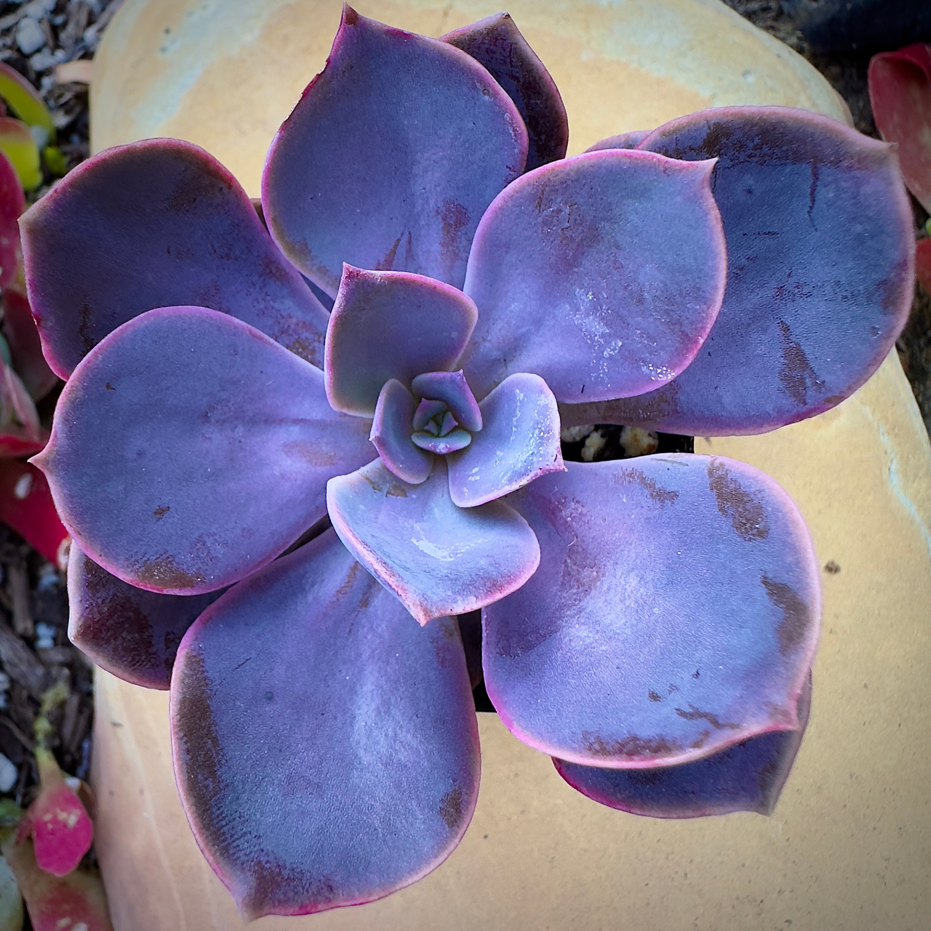 Echeveria 'Perle Von Nurnberg' – Watters Garden Center