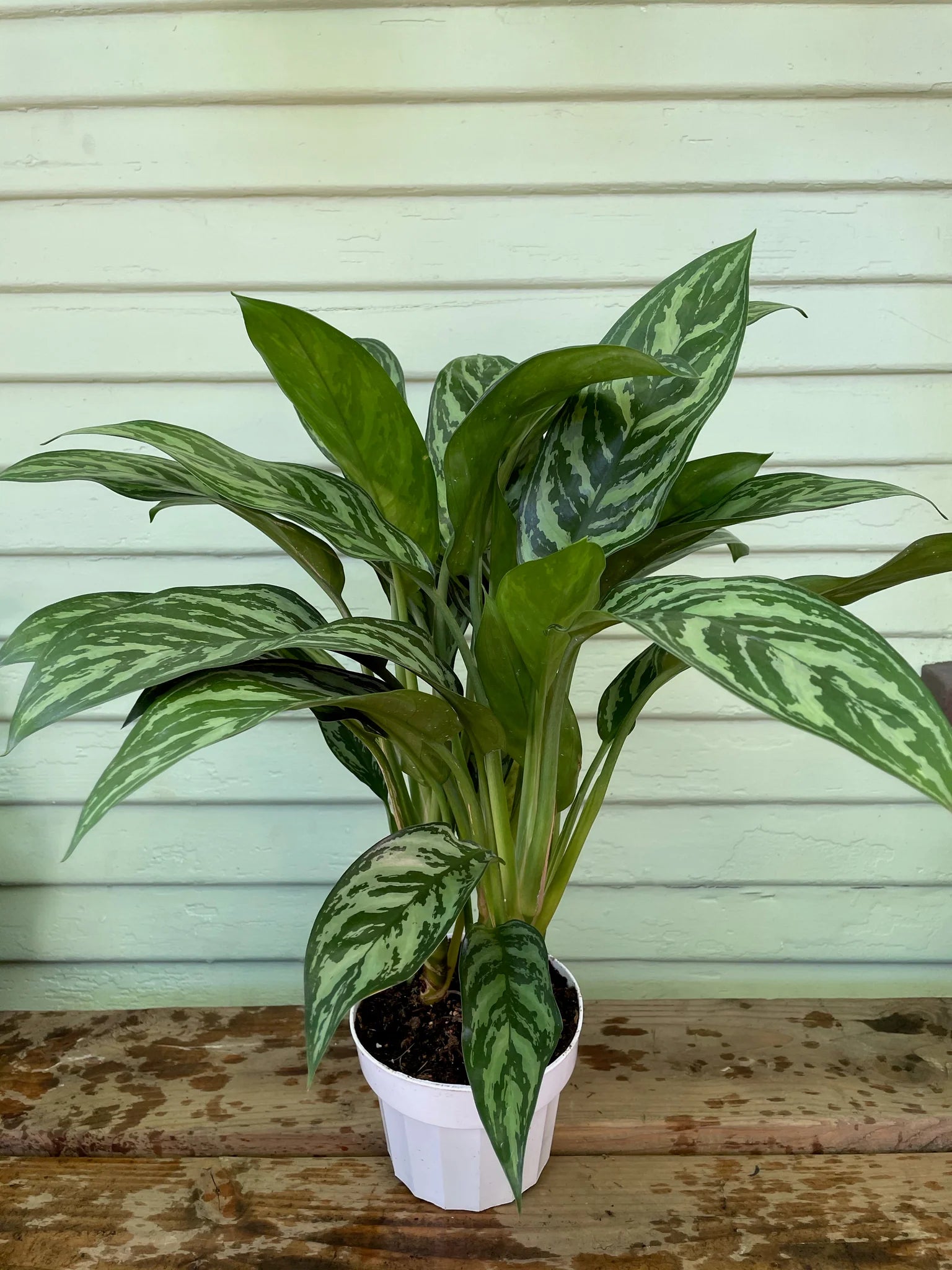 TIGRESS CHINESE EVERGREEN 6in – Watters Garden Center