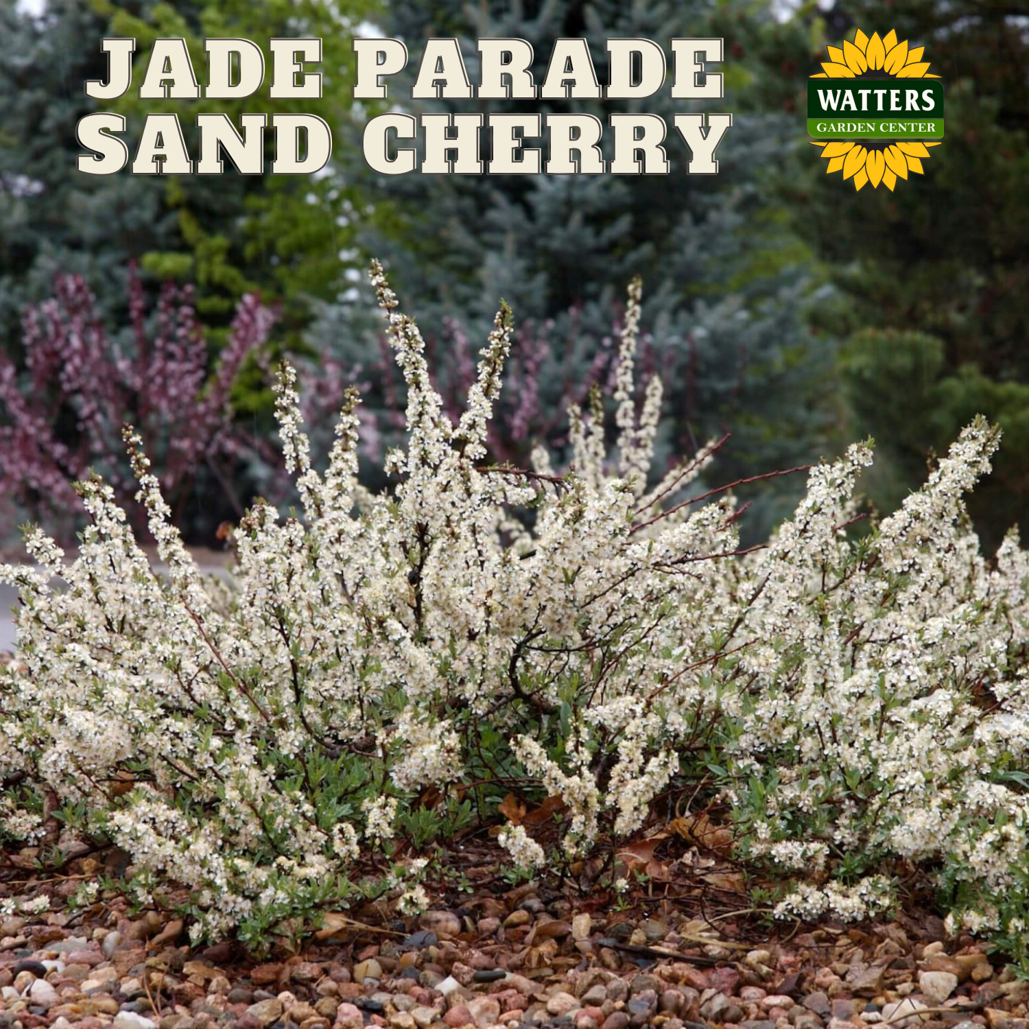 JADE PARADE SAND CHERRY 2gal – Watters Garden Center