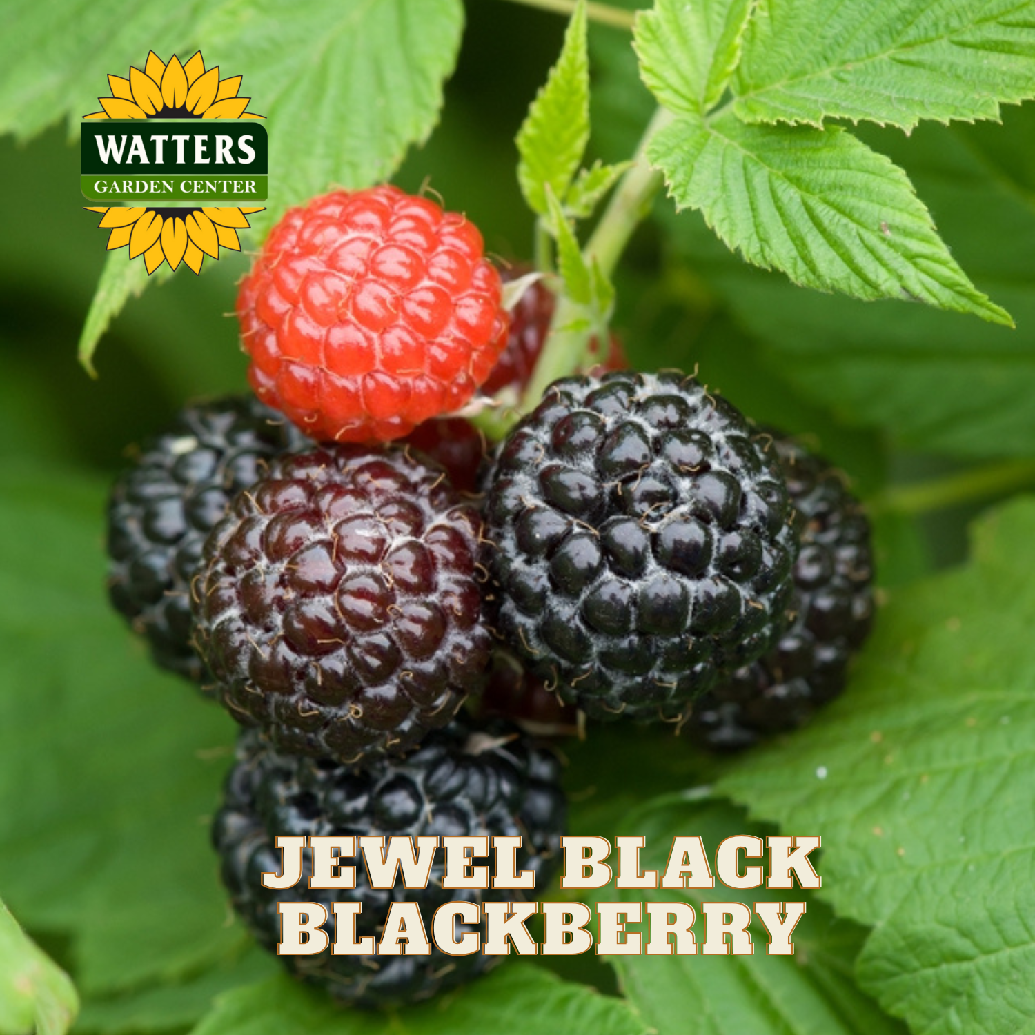Jewel Black Raspberry (Rubus jewel) - 1 gallon 12" – Watters Garden Center