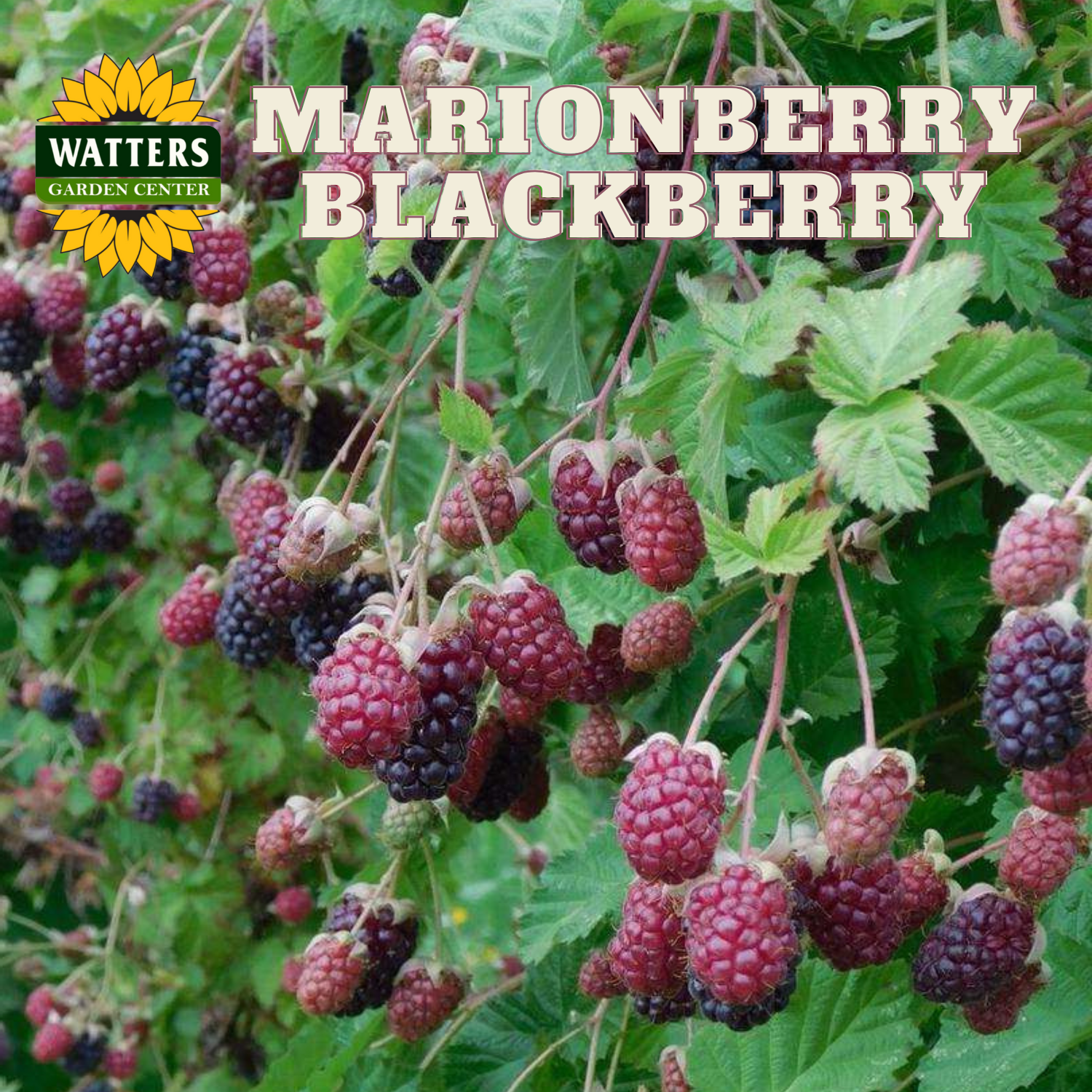 MARIONBERRY BLACKBERRY 1gal – Watters Garden Center
