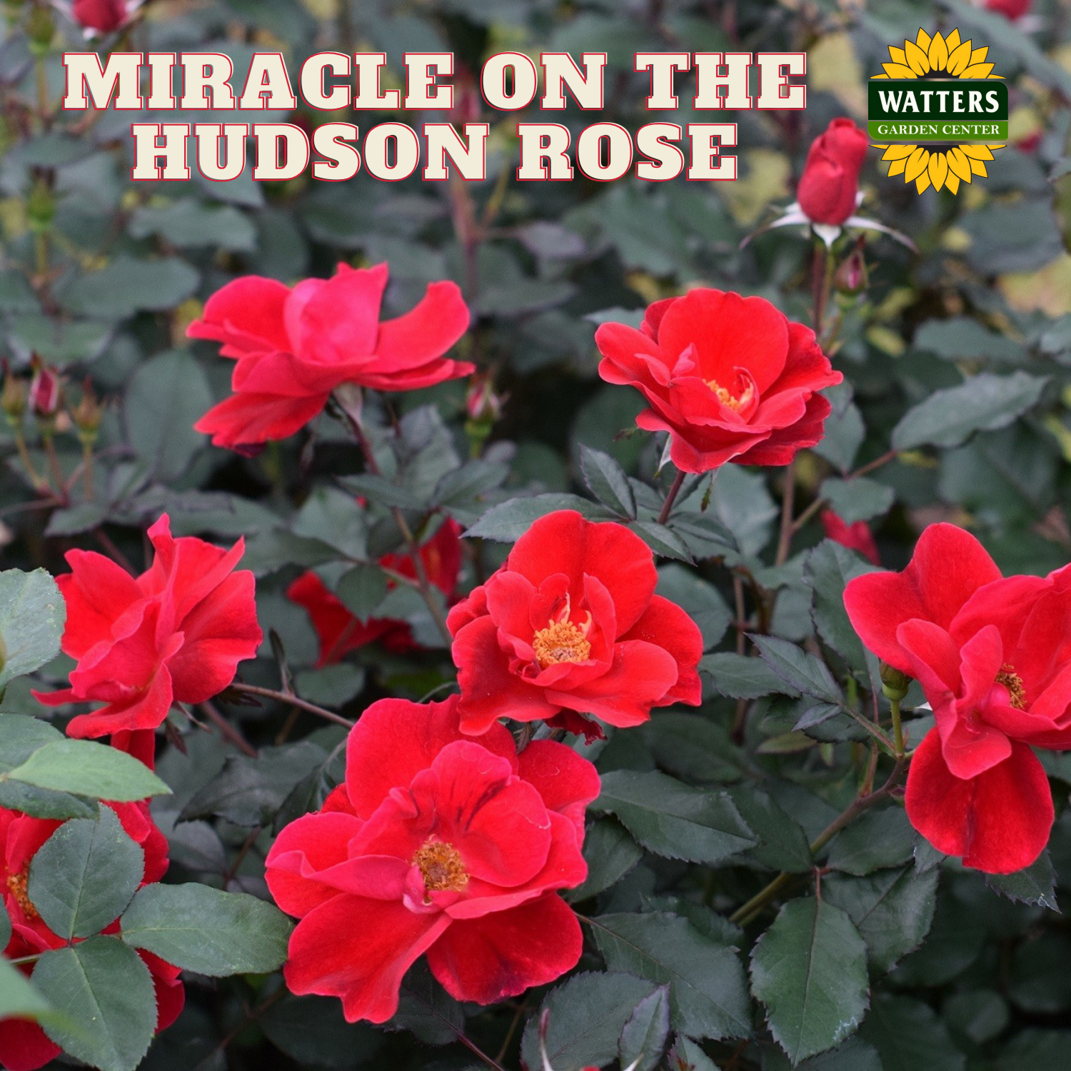 MIRACLE ON THE HUDSON ROSE 5gal – Watters Garden Center