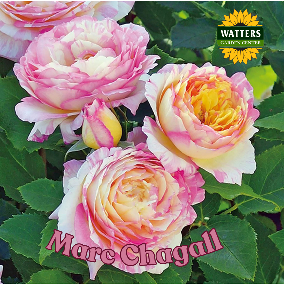 Watters Garden Center | Prescott AZ Local Plants & Garden Supplies