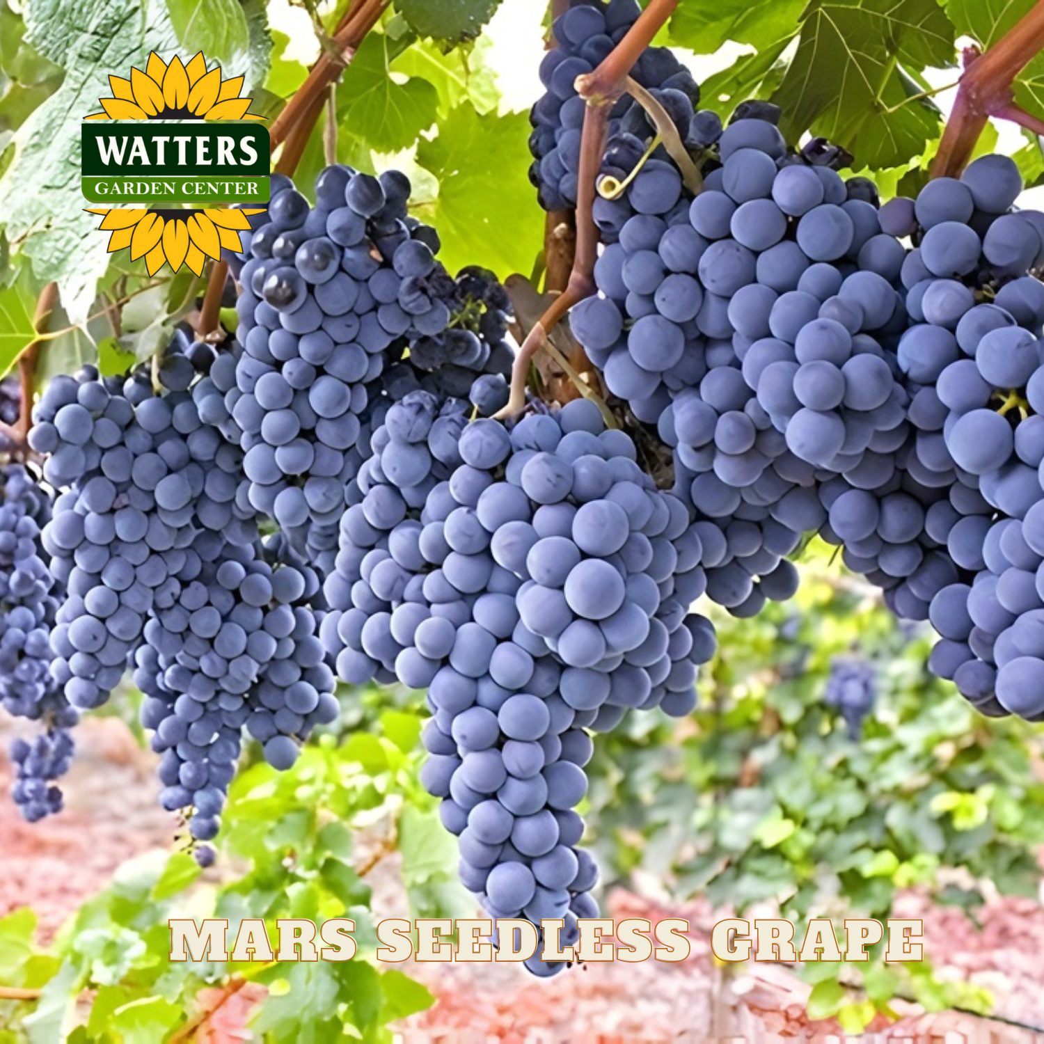 Mars Seedless Grape - 1 gal – Watters Garden Center
