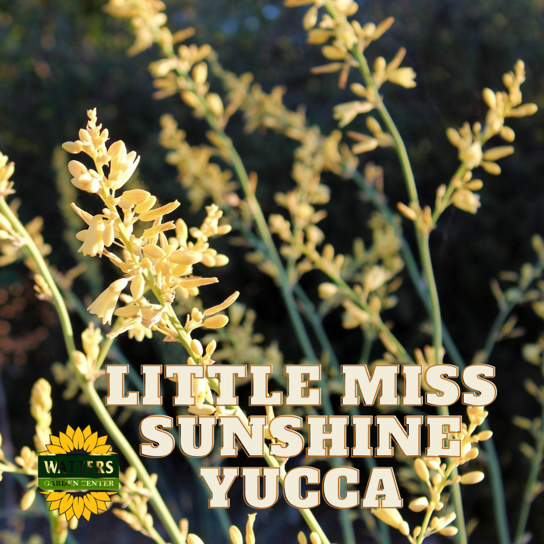 Watters Garden Center | Prescott AZ Plants & Gardening Supplies