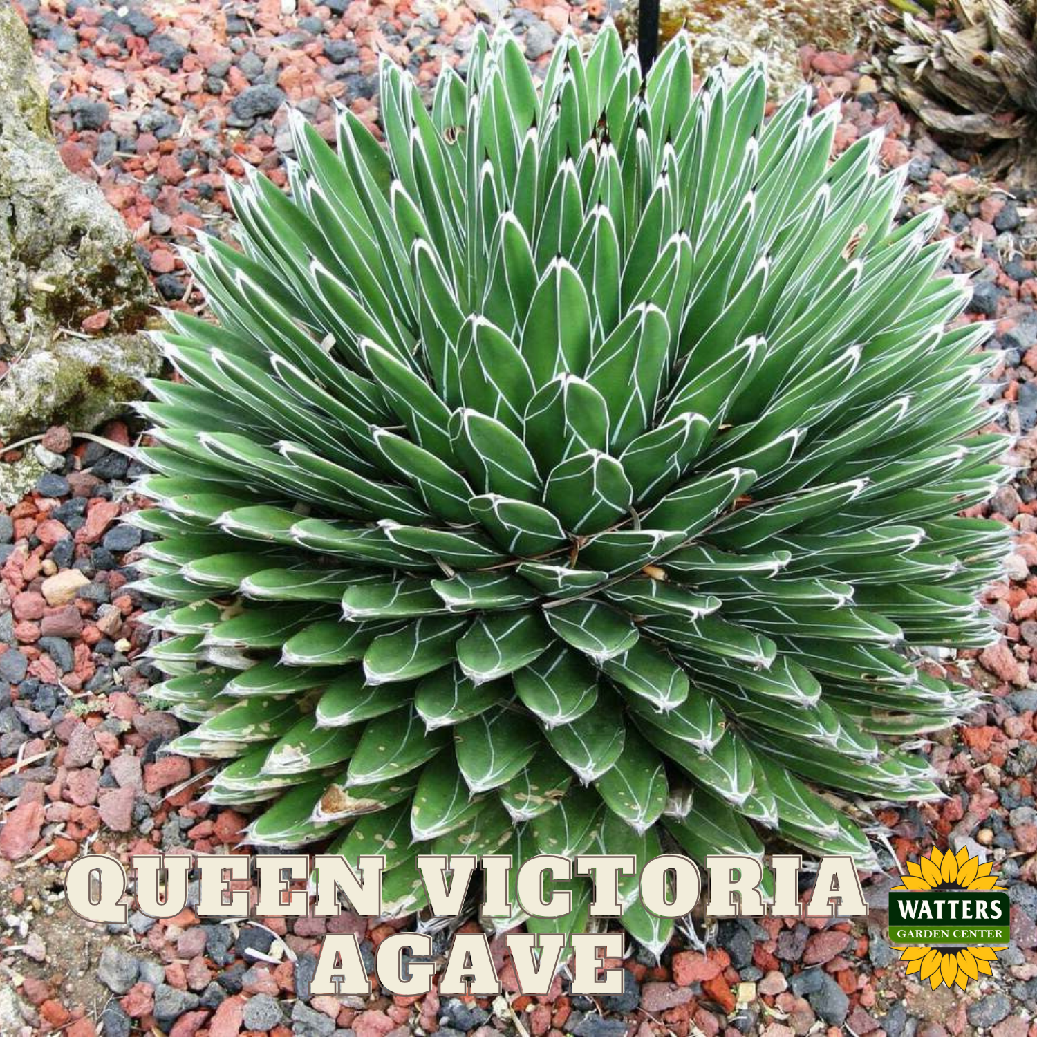 QUEEN VICTORIA AGAVE 6in – Watters Garden Center