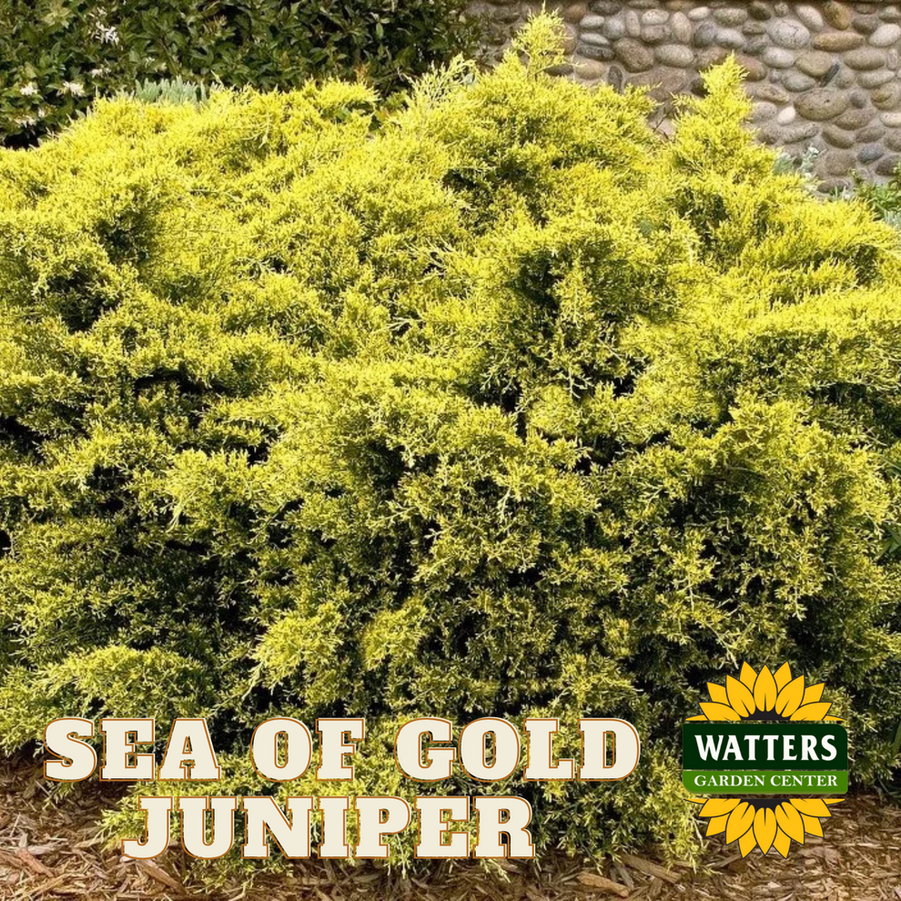 SEA OF GOLD JUNIPER 1gal – Watters Garden Center