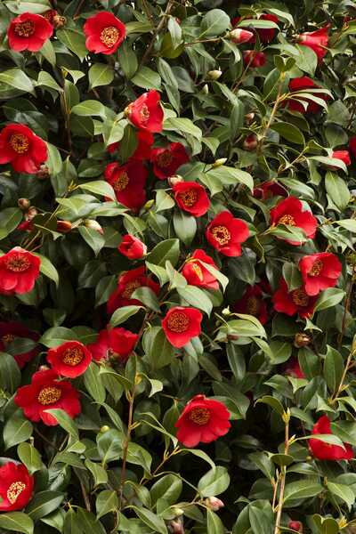 SPRING'S PROMISE CAMELLIA 5gal – Watters Garden Center