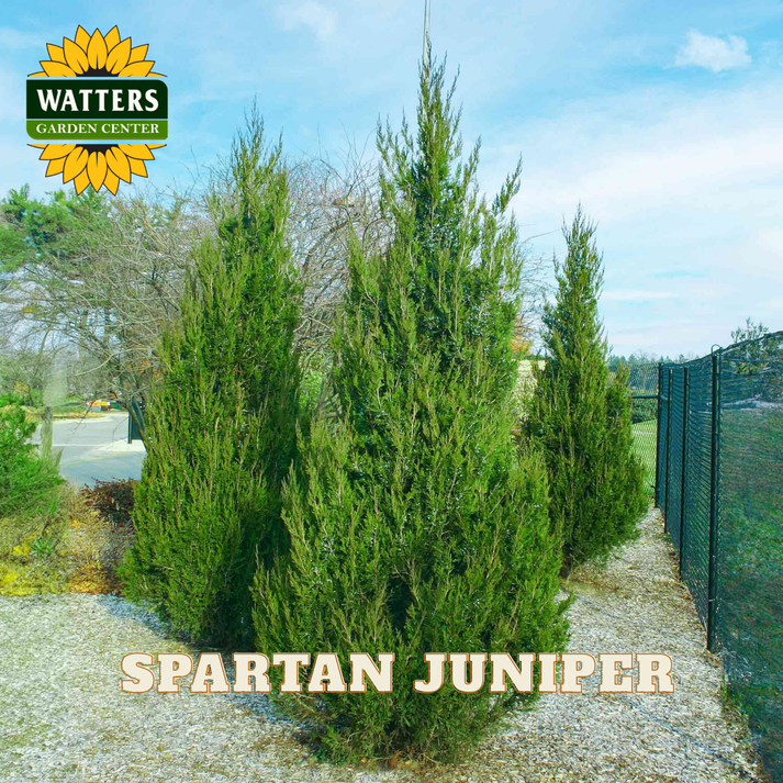 SPARTAN JUNIPER TREE 6gal – Watters Garden Center