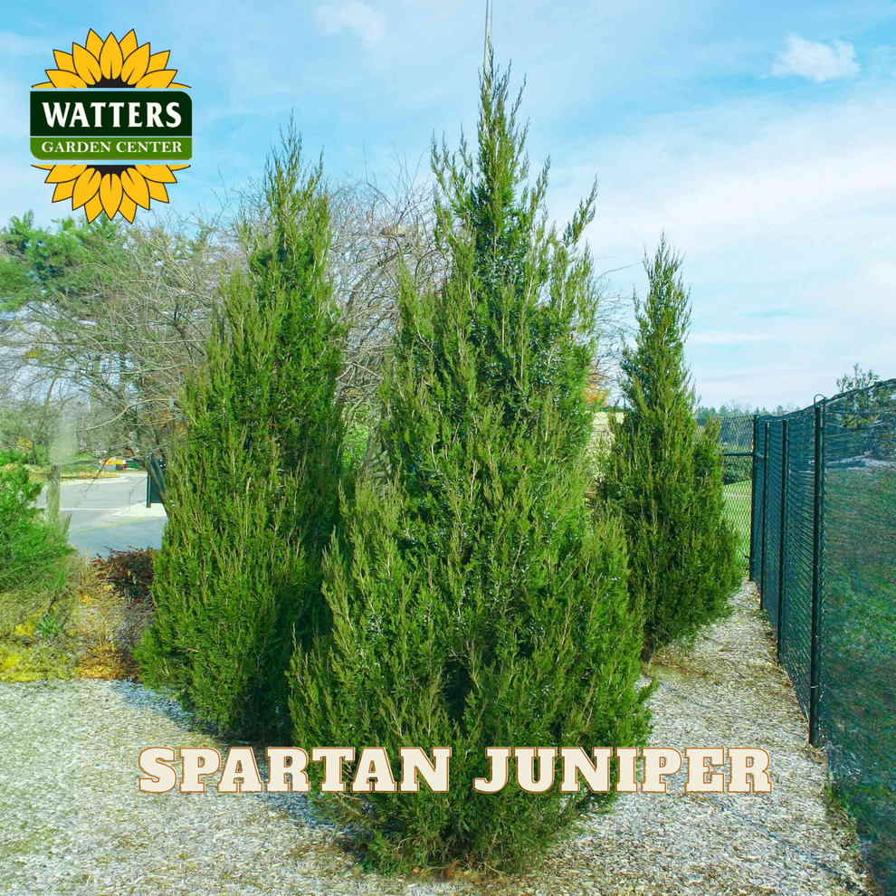 SPARTAN JUNIPER TREE 6gal – Watters Garden Center