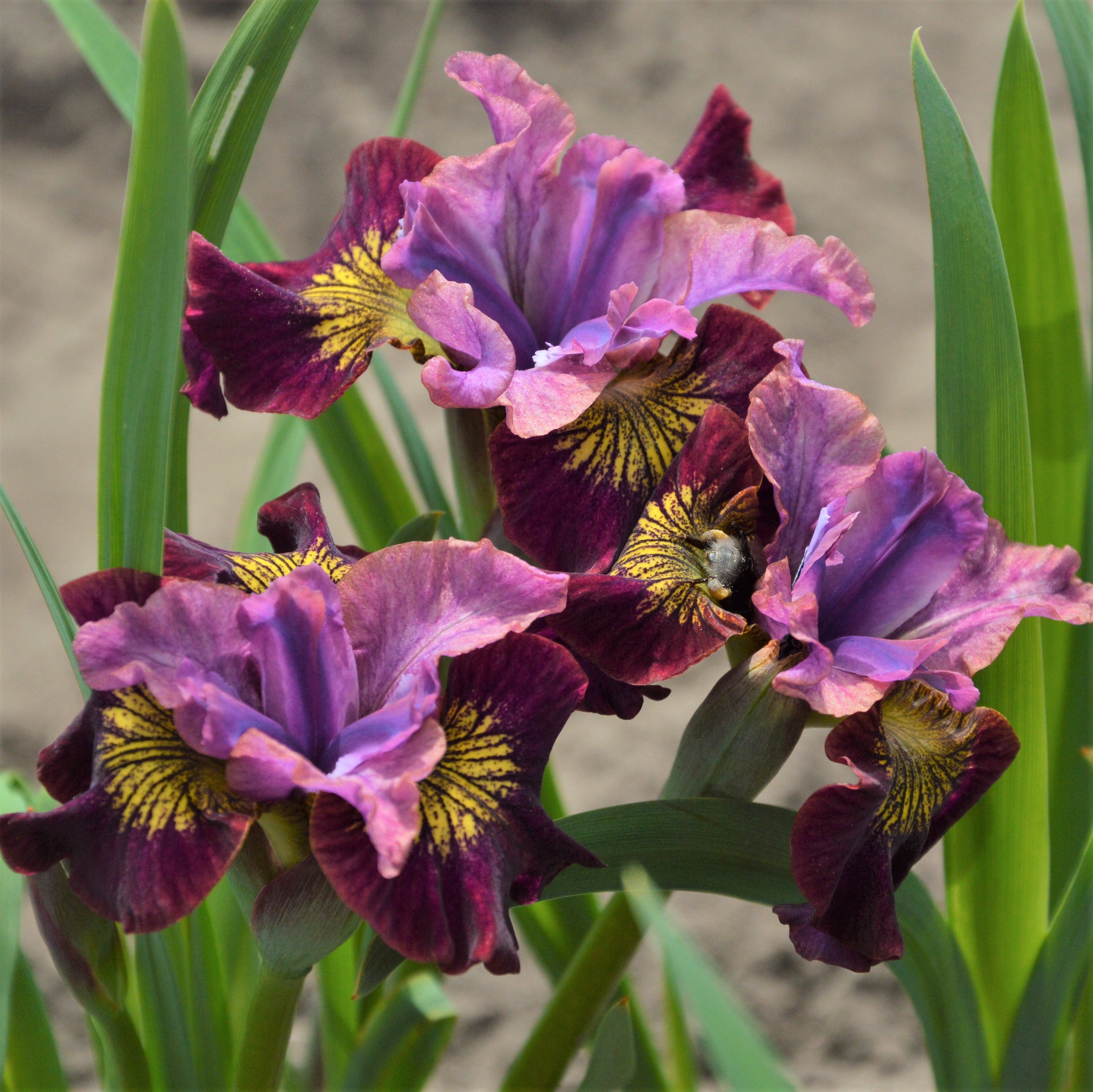 Siberian Iris - Peacock Butterfly Miss Apple – Watters Garden Center
