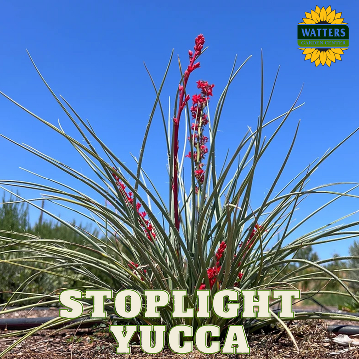 Wild Wonders: Native Plant Extravaganza – Watters Garden Center