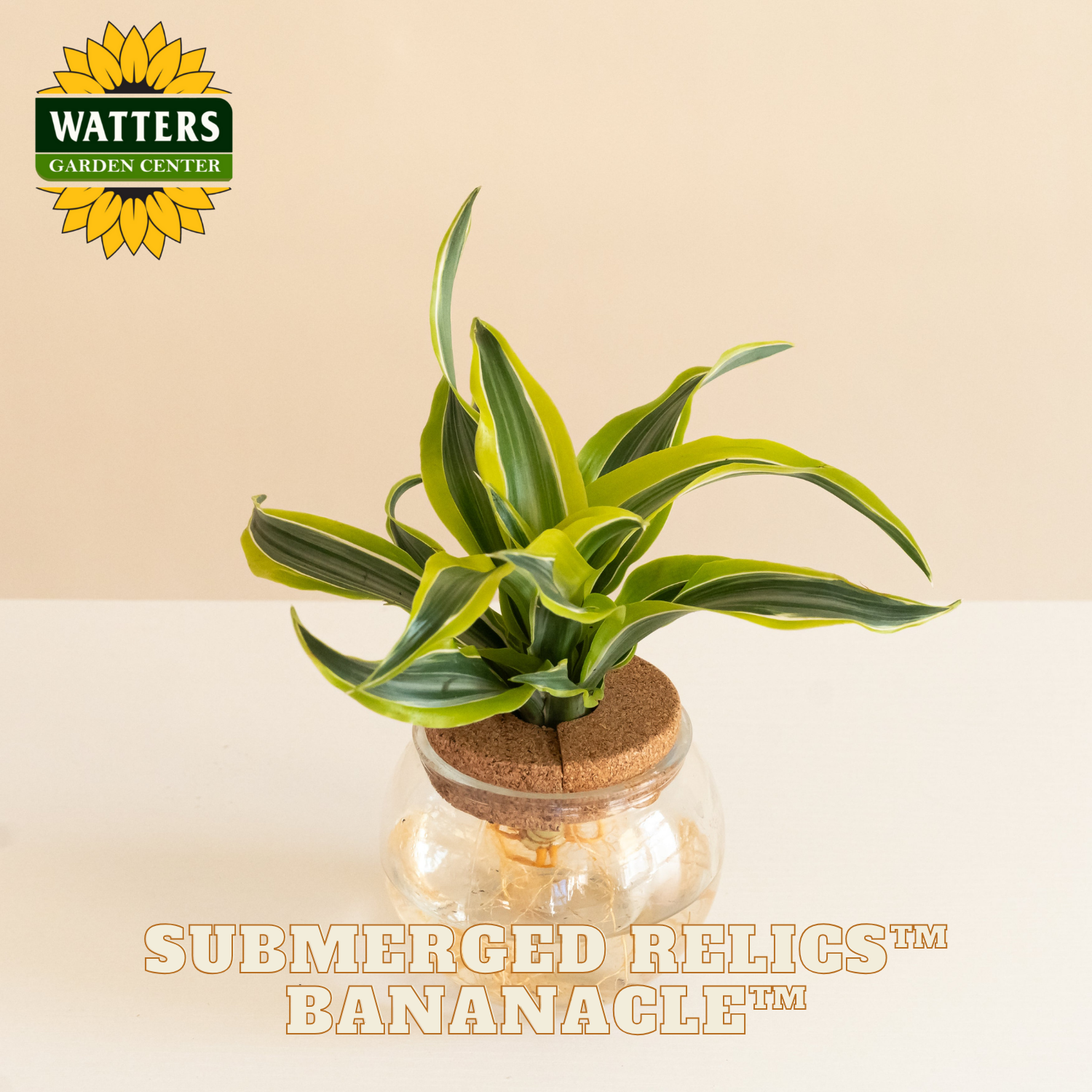 Submerged Relics™ Bananacle™ – Watters Garden Center