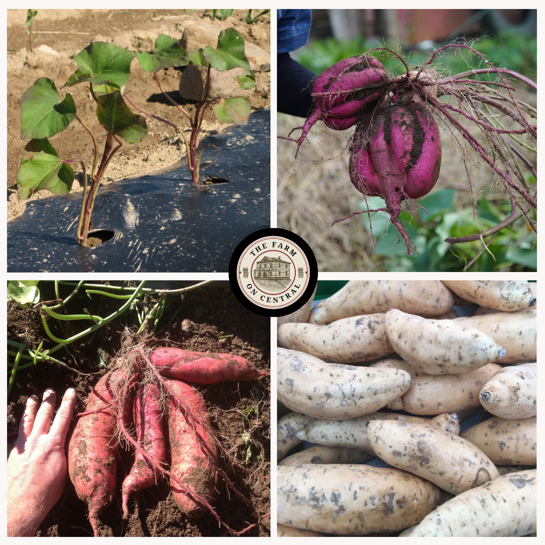 Sweet Potato Sampler (Free Shipping) – Watters Garden Center