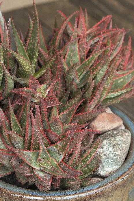 ALOE CHRISTMAS CAROL 1 GAL. – Watters Garden Center