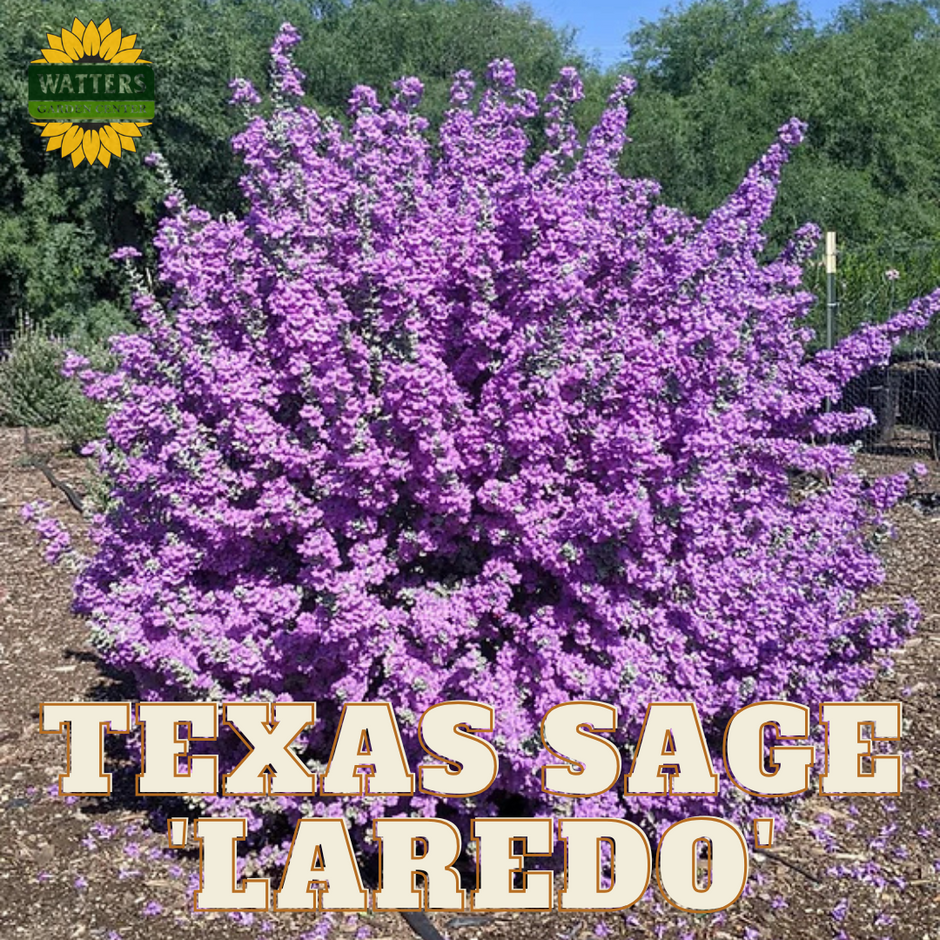Wild Wonders: Native Plant Extravaganza – Watters Garden Center