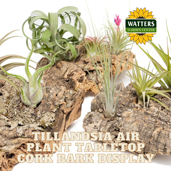 Cork Bark Tabletop Display Small and 2 Tillandsia Air Plants – Watters ...