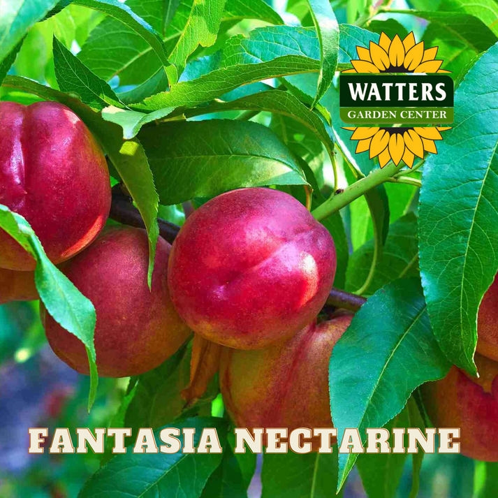 FANTASIA NECTARINE TREE 7gal – Watters Garden Center