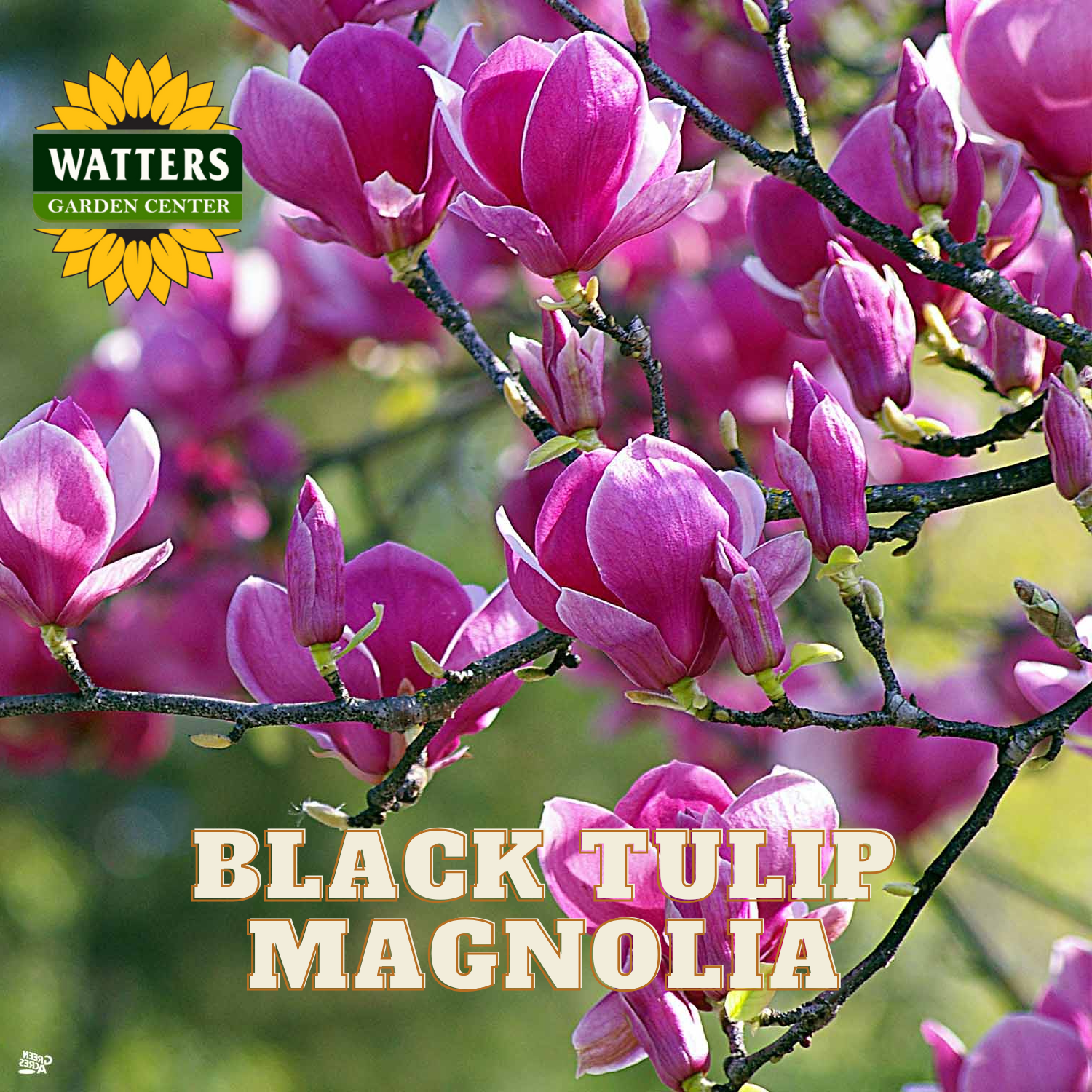 BLACK TULIP MAGNOLIA 5gal – Watters Garden Center