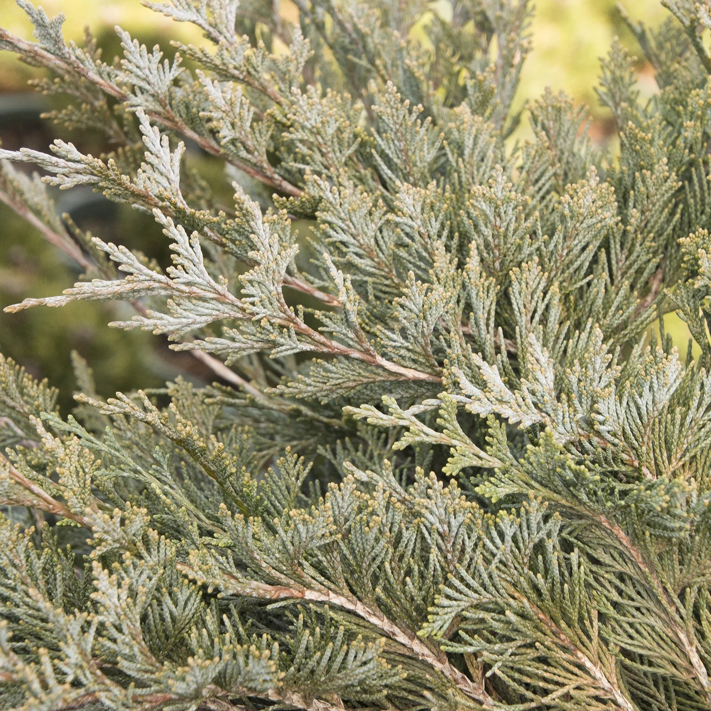 BURLY BLUE JUNIPER 5gal – Watters Garden Center