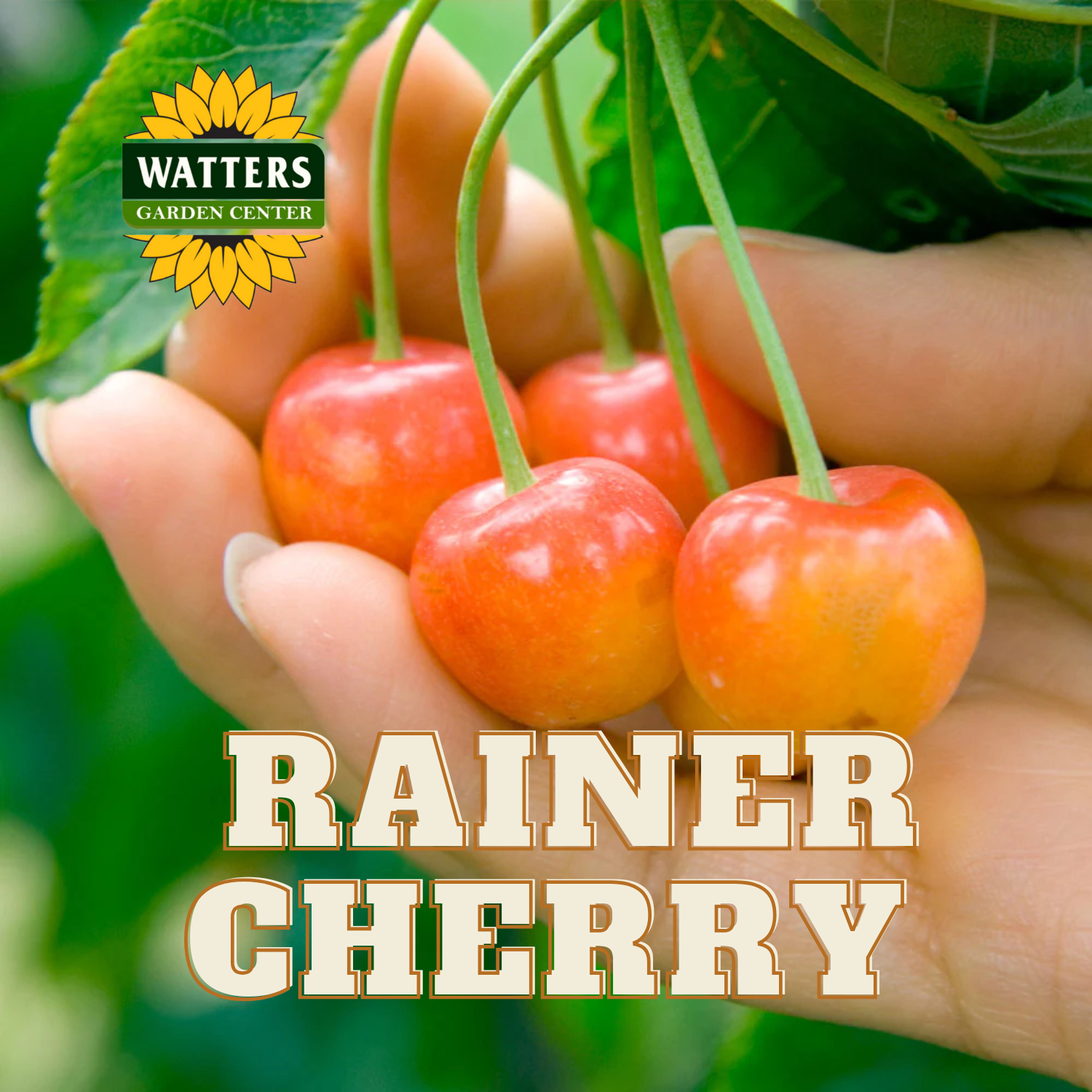 RAINIER CHERRY TREE 5gal – Watters Garden Center