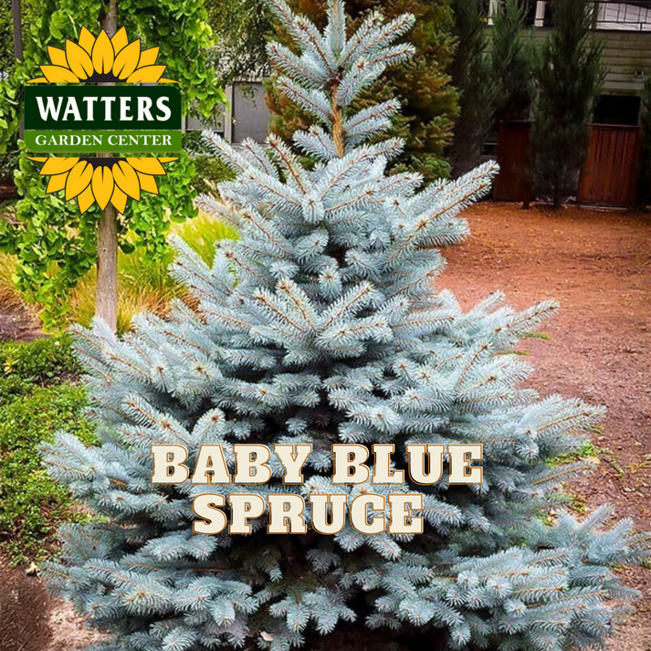 BABY BLUE SPRUCE TREE 2gal – Watters Garden Center