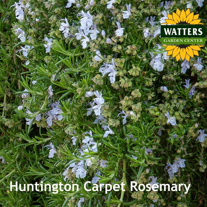 Scent-sational Lavender Days – Watters Garden Center