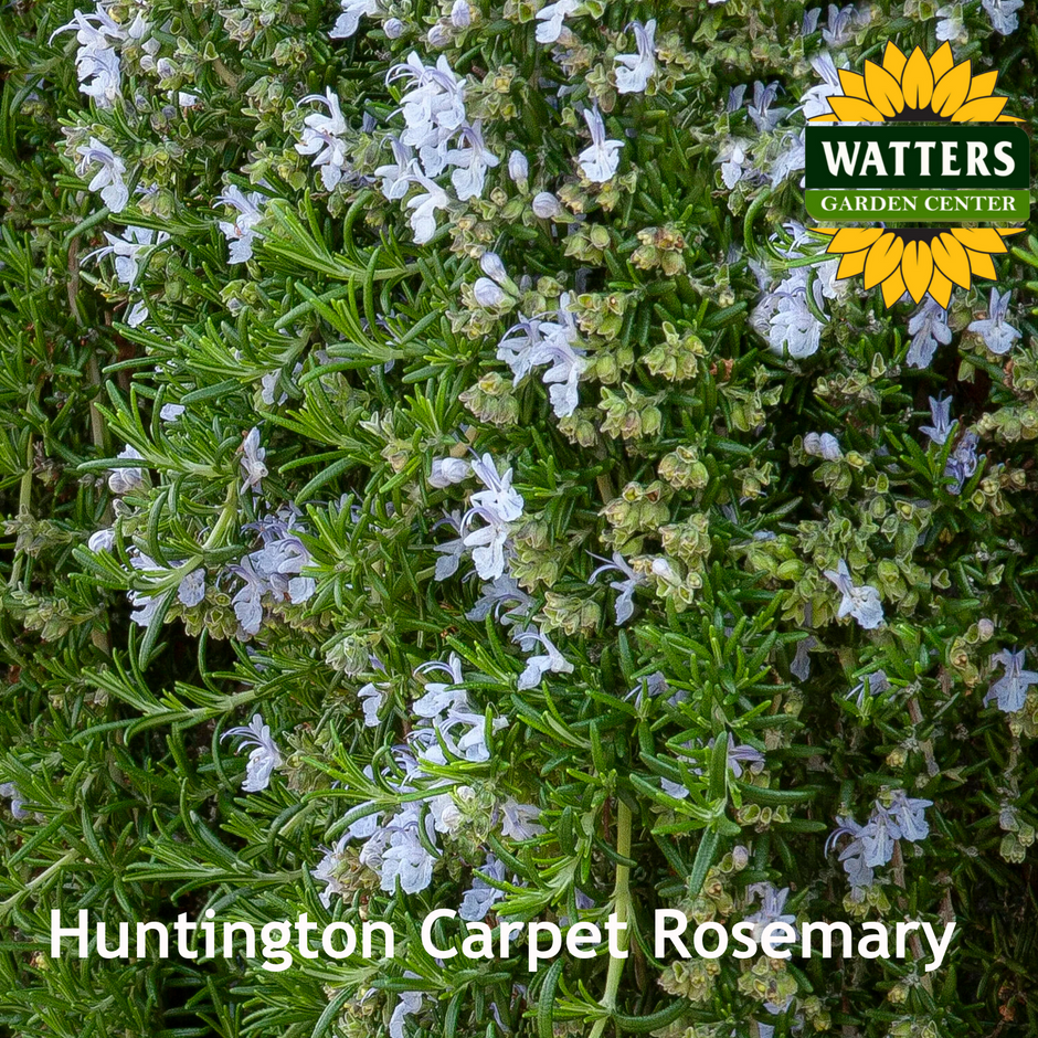 Scent-sational Lavender Days – Watters Garden Center