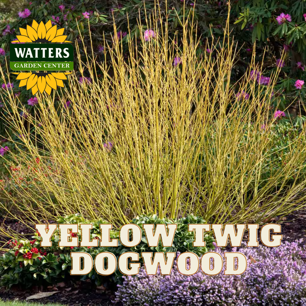 YELLOW TWIG DOGWOOD 5gal – Watters Garden Center