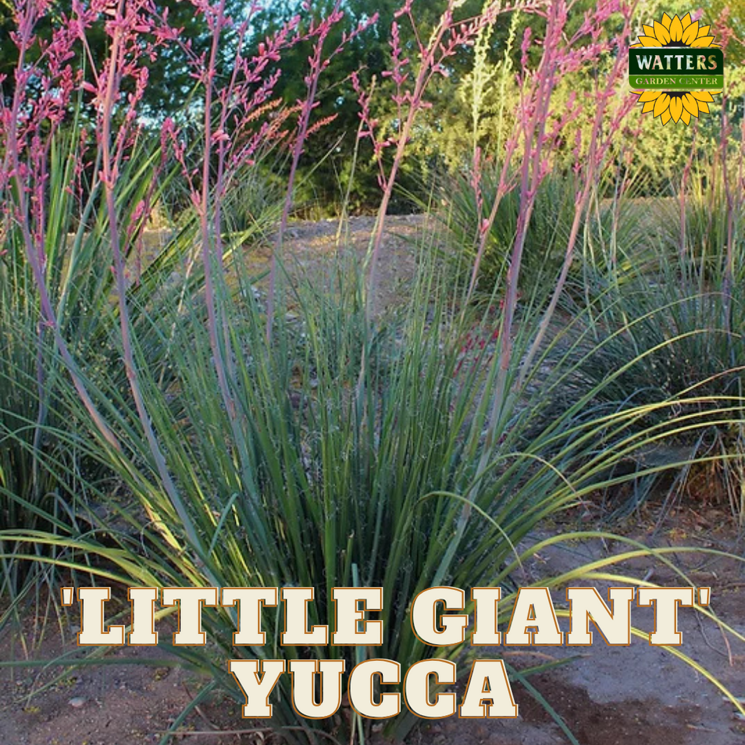 Wild Wonders: Native Plant Extravaganza – Watters Garden Center